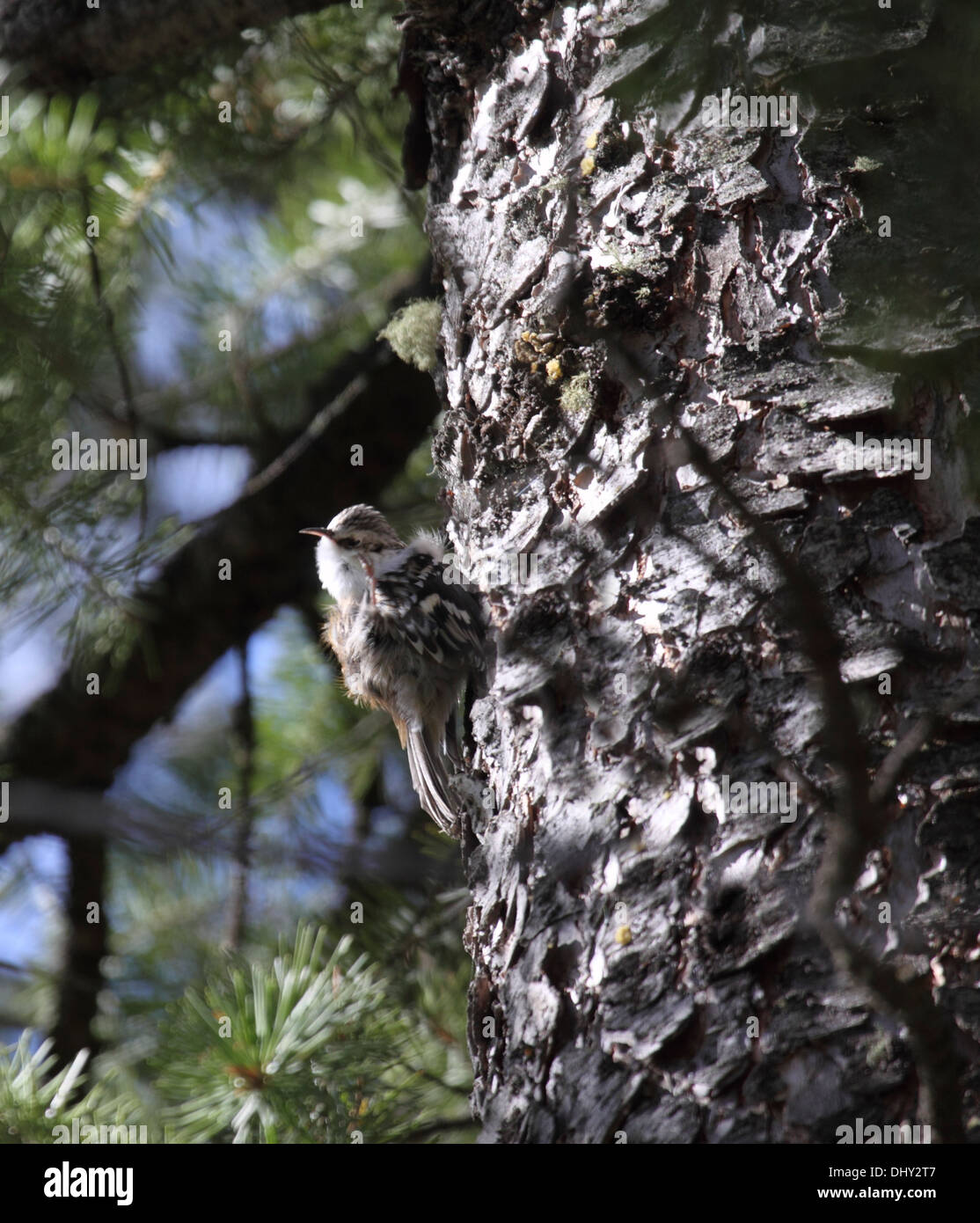 Creeper Head High Resolution Stock Photography and Images - Alamy