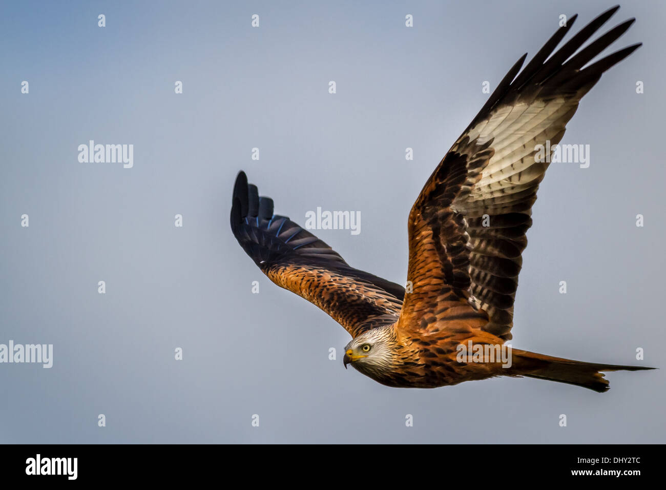 Red kite hi-res stock photography and images - Alamy