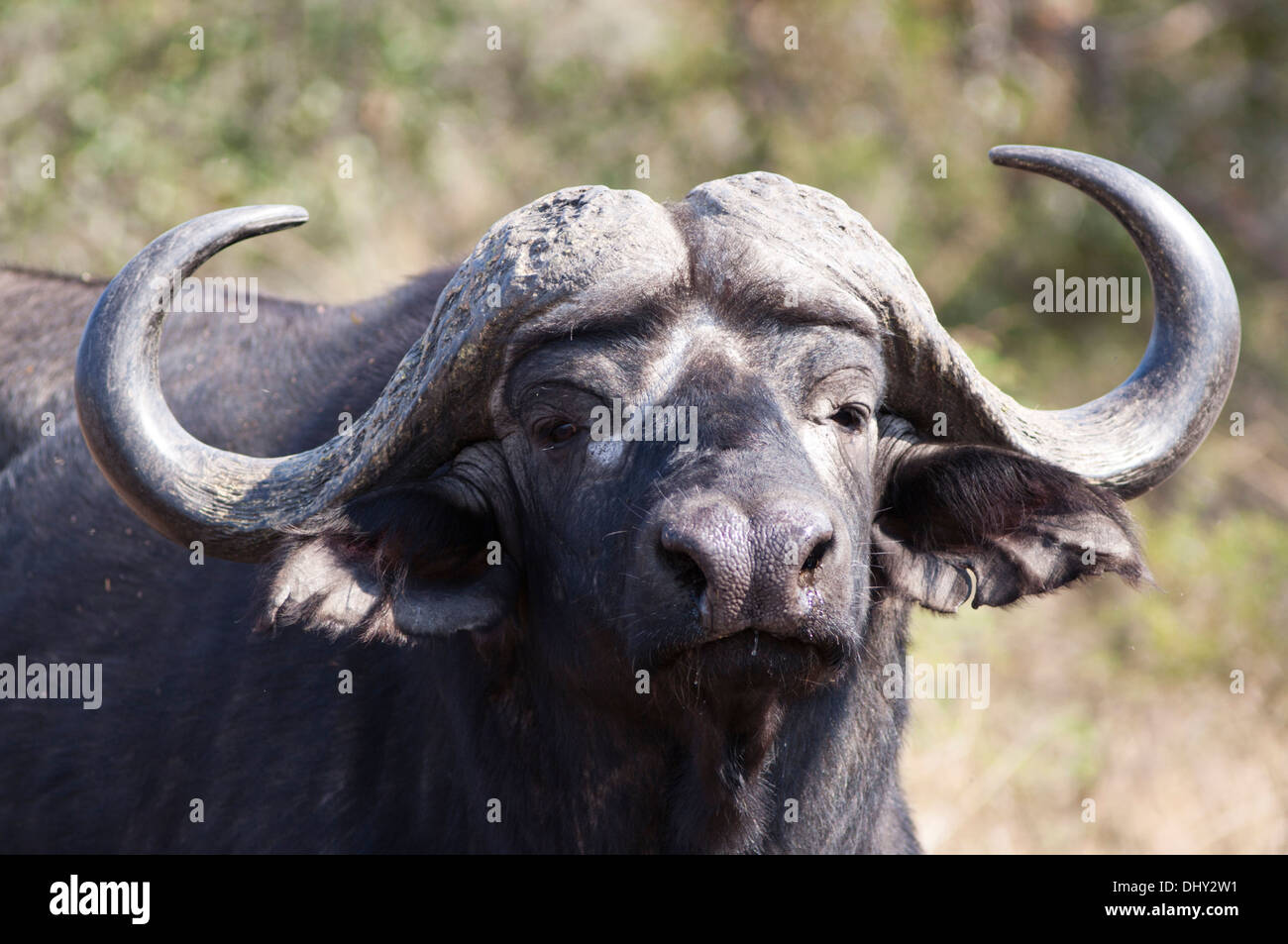 African buffalo head trophy hi-res stock photography and images - Alamy