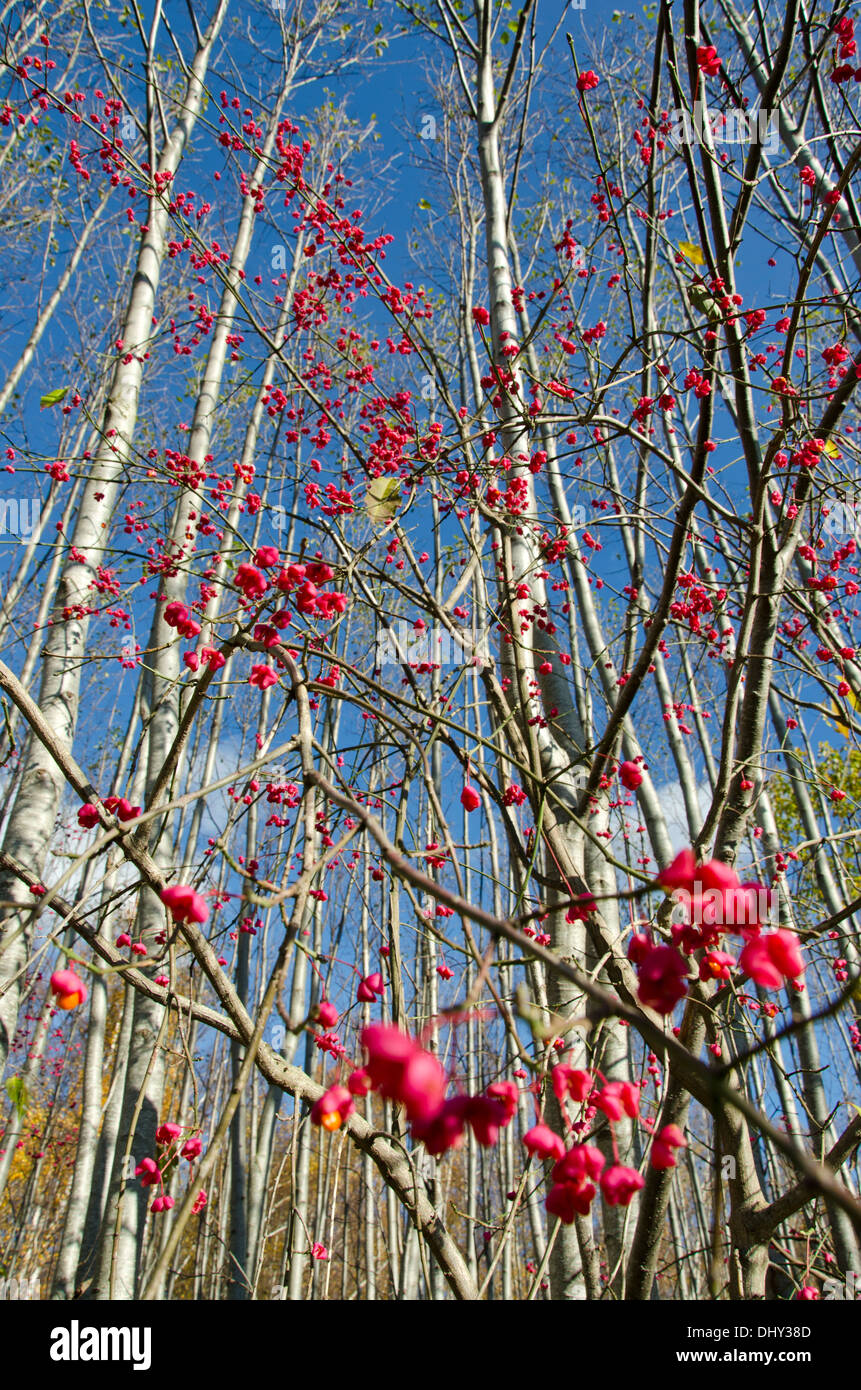 Spindle berry plant hi-res stock photography and images - Alamy