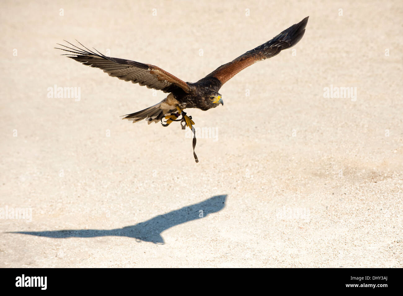 Peregrine falcon in flight hi-res stock photography and images - Alamy