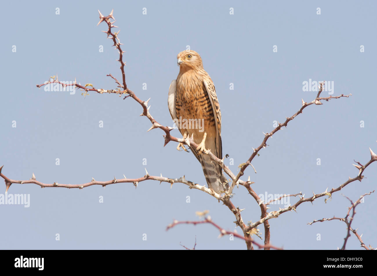 Greater Kestrel or White-eyed Kestrel (falco rupicoloides) perched on a ...