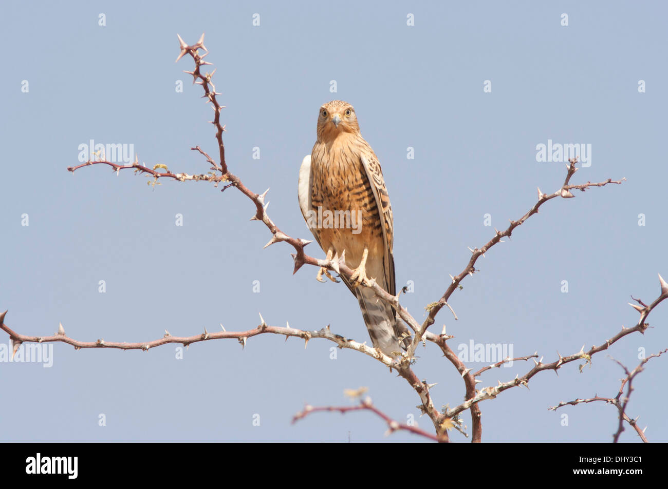 Greater Kestrel or White-eyed Kestrel (falco rupicoloides) perched on a ...