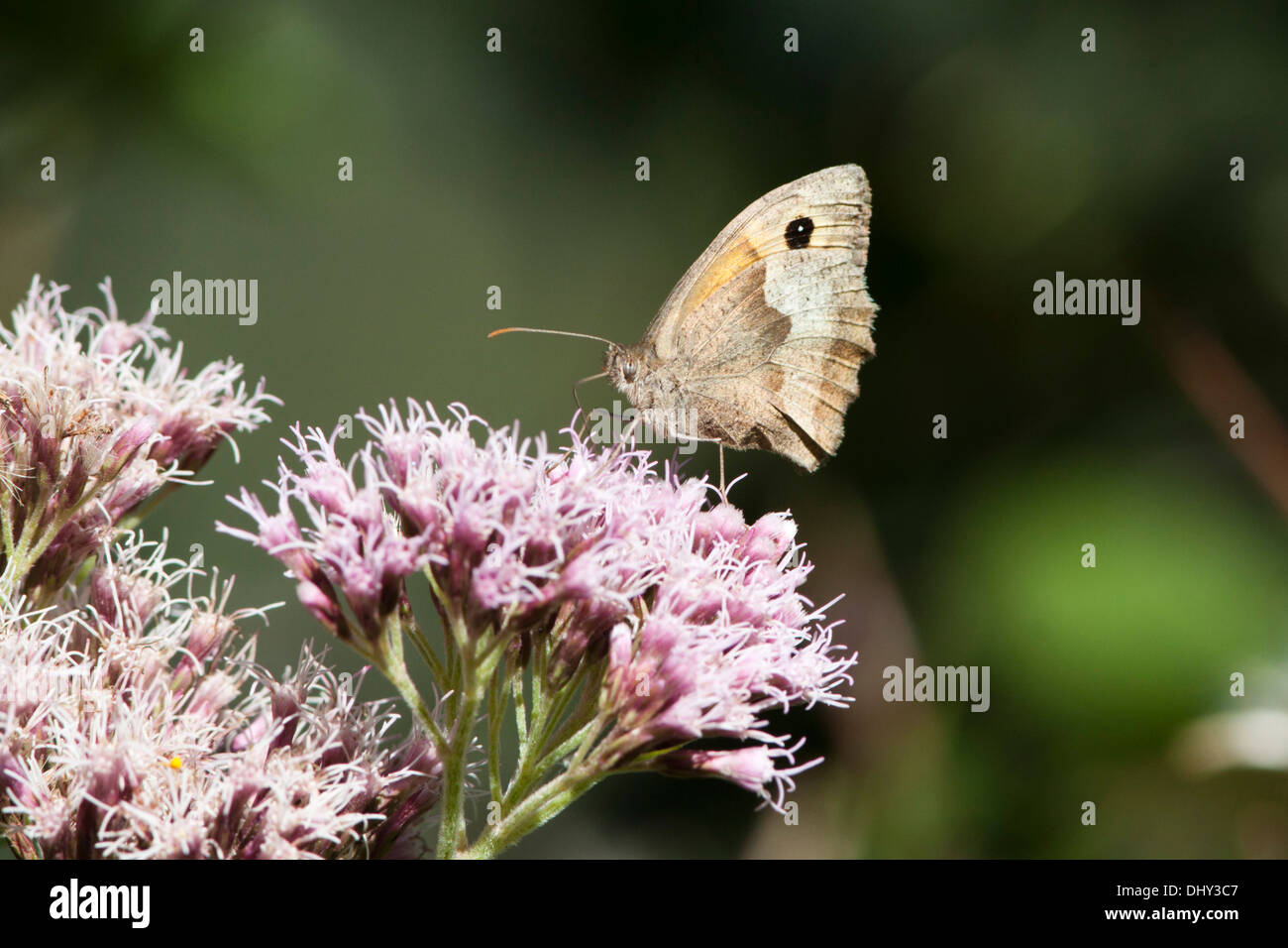 Wildflower meadow uk insects hi-res stock photography and images - Alamy