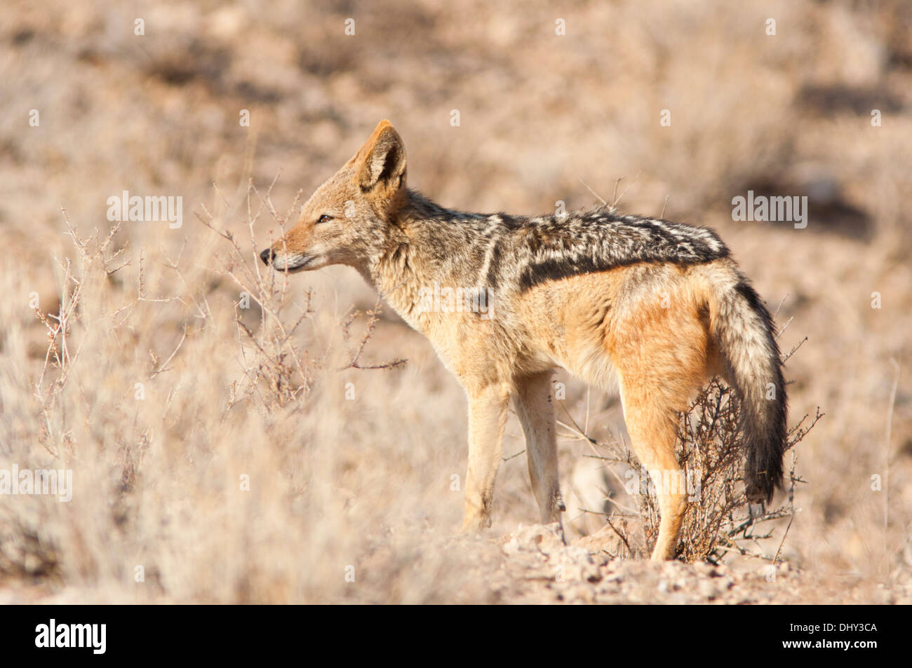 Black-backed Jackal in the Kalahari desert Stock Photo - Alamy