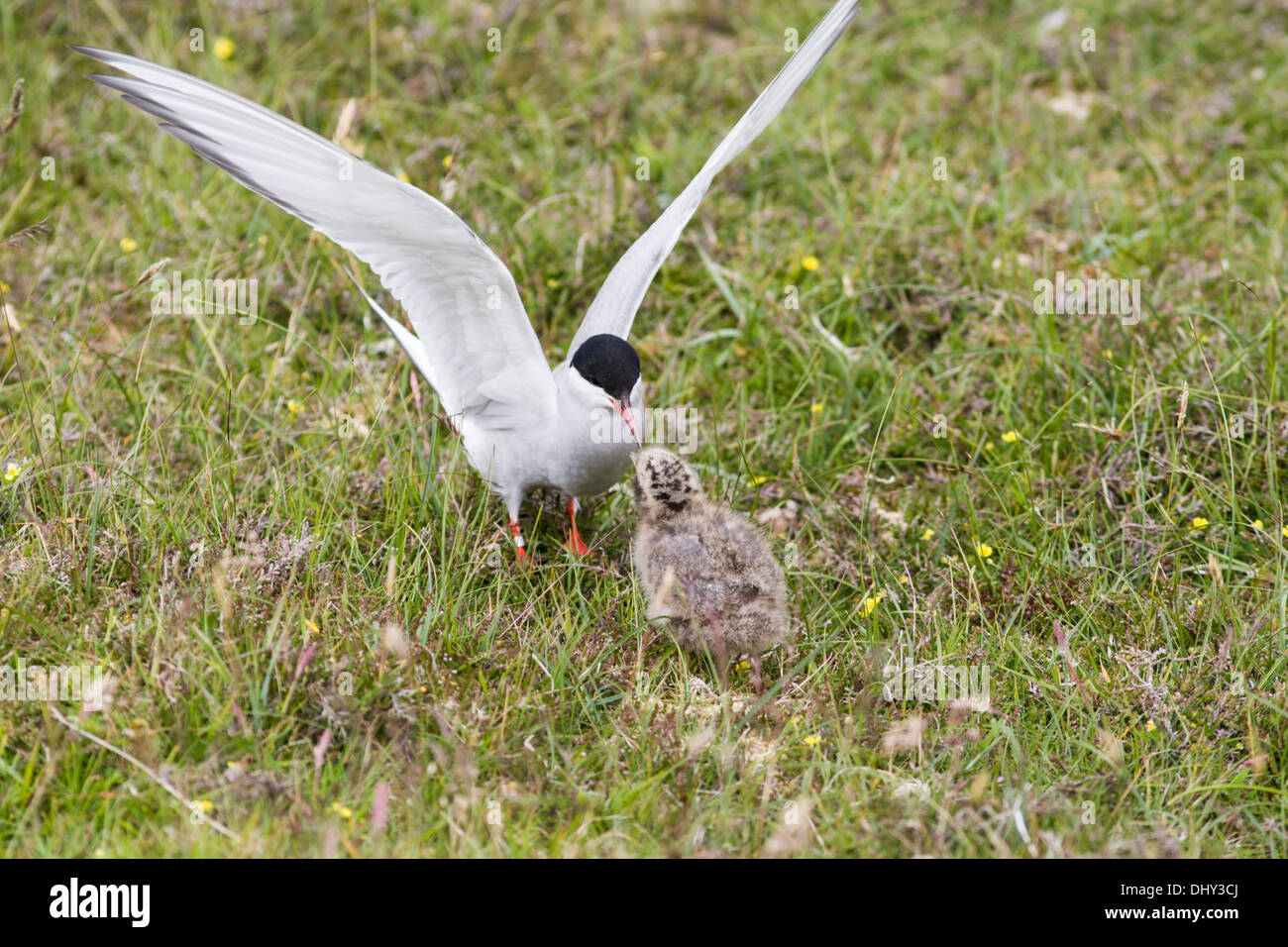 Arctic tern Sterna paradisaea feeding chick, Fair Isle, Shetland, UK ...