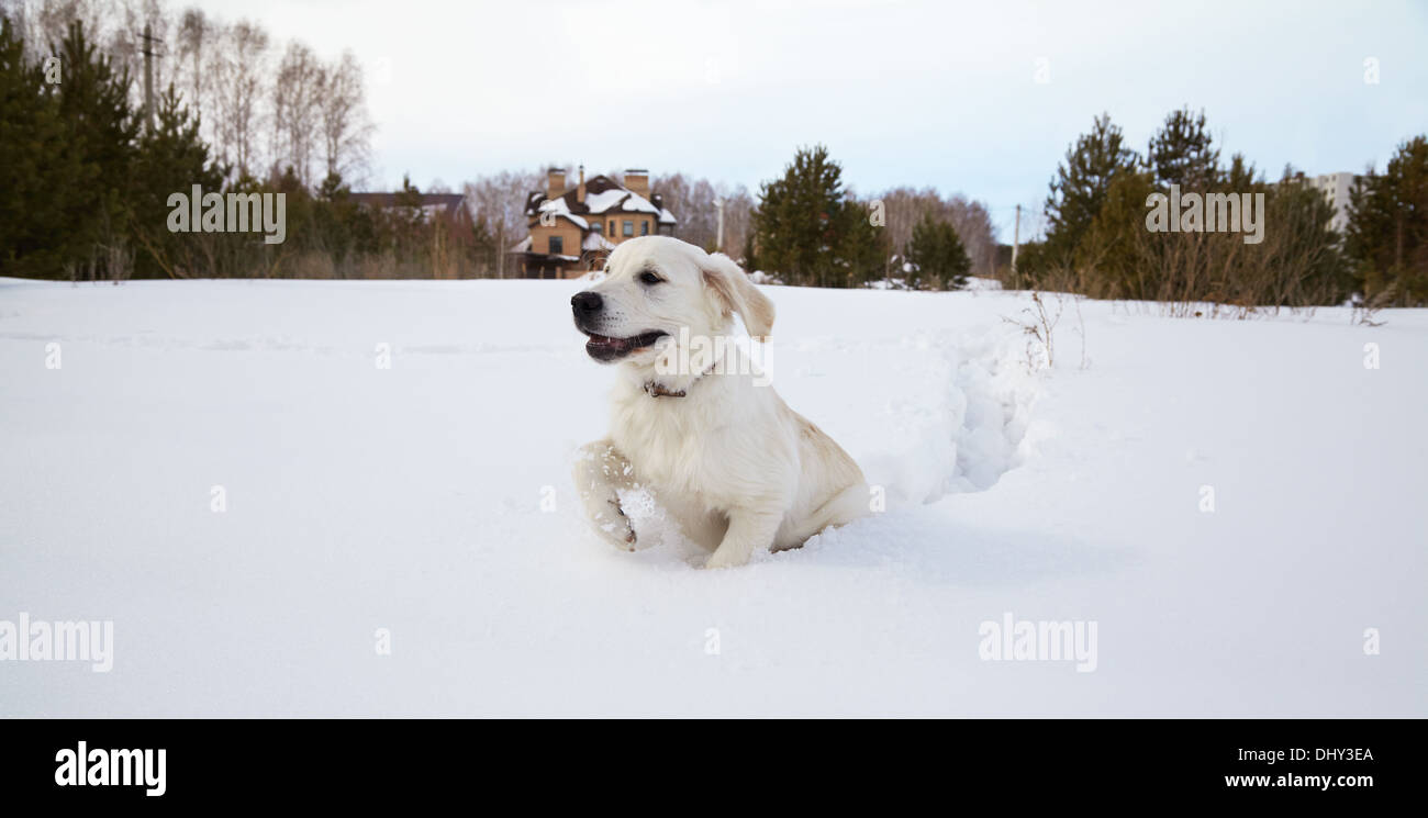Winter Labrador retriever puppy dog running in snow Stock Photo - Alamy