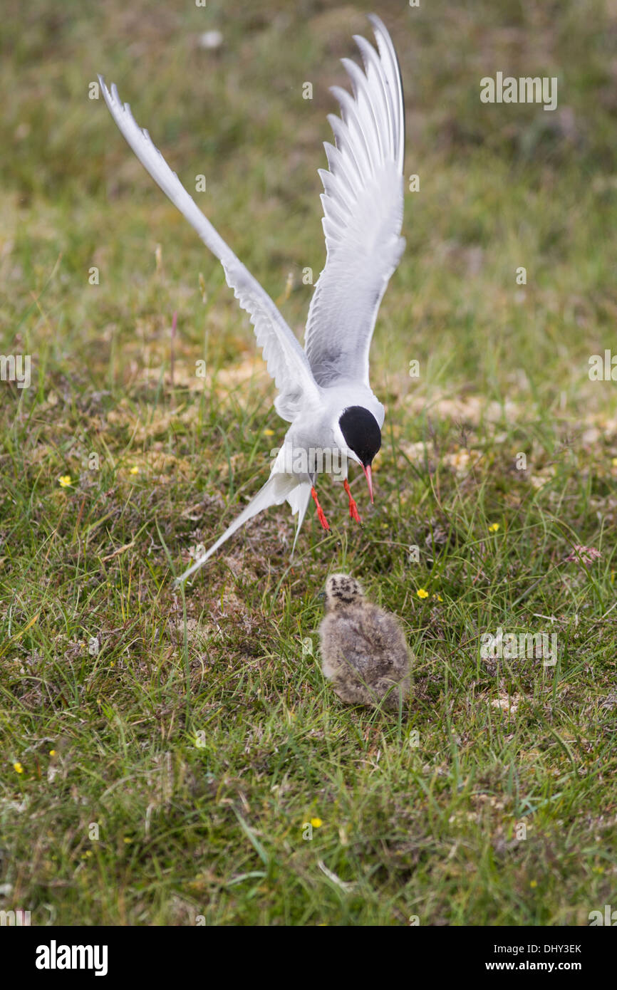Arctic tern Sterna paradisaea feeding chick, Fair Isle, Shetland, UK ...