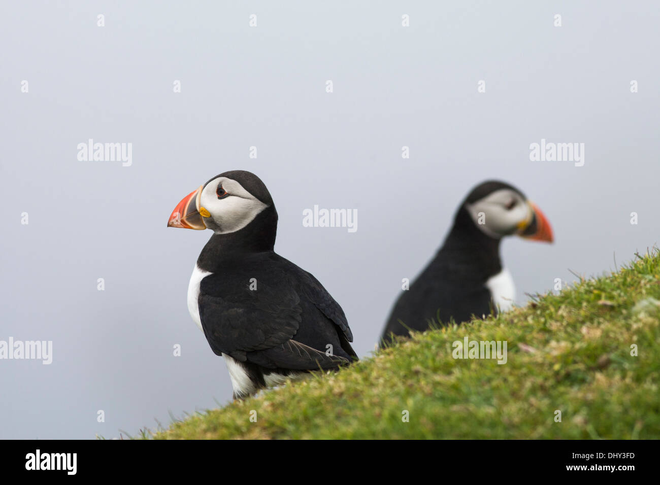 Shetland puffins hi-res stock photography and images - Alamy