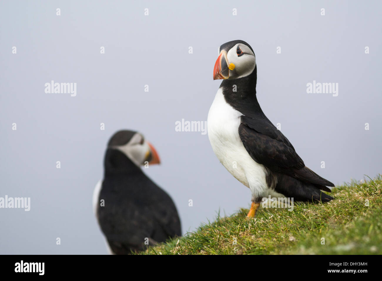 Two puffins Fratercula arctica on Fair Isle, Shetland Stock Photo - Alamy