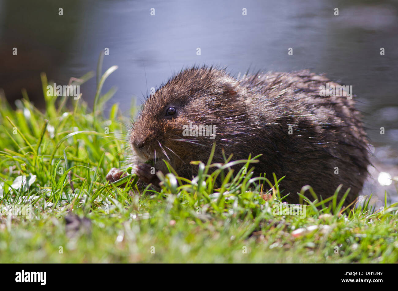 European Water Vole at a riverbank in the UK. May Stock Photo - Alamy