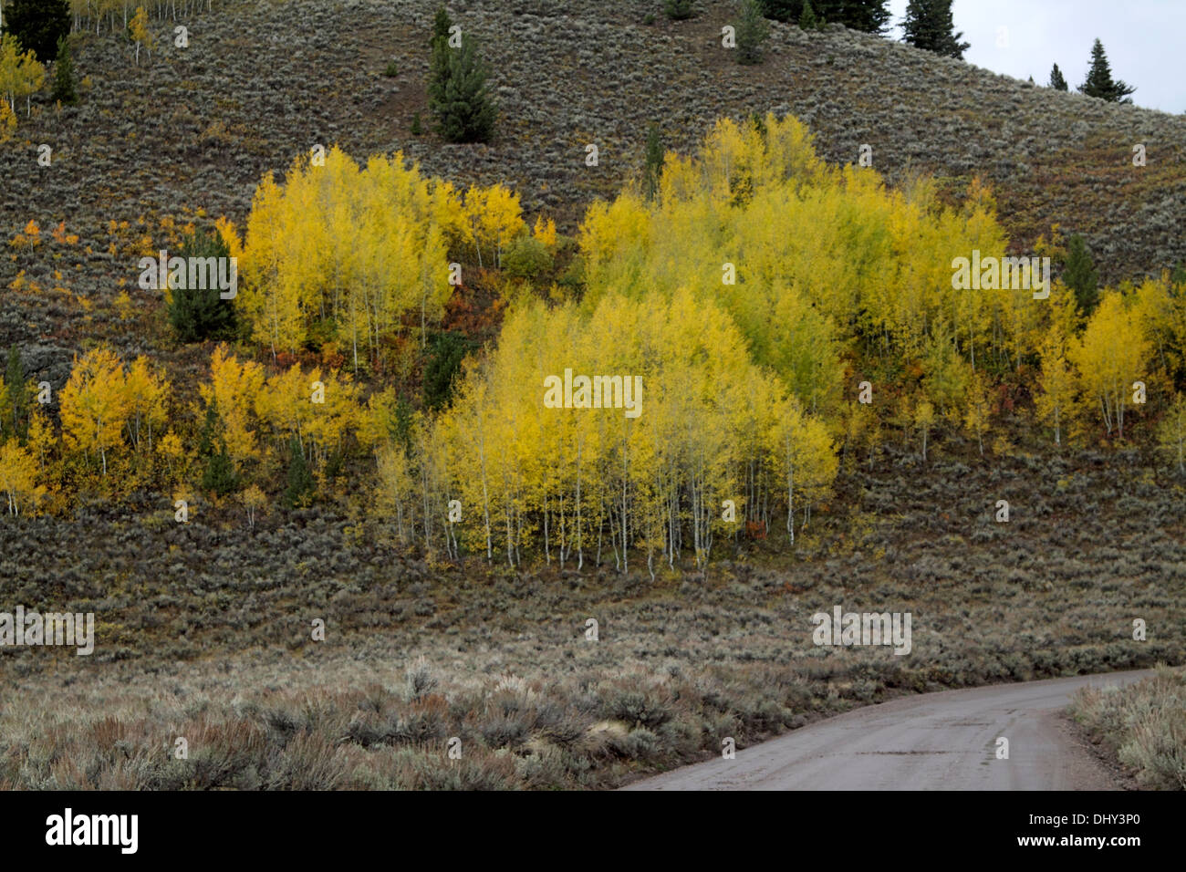 Aspen trees populus tremuloides teton hi-res stock photography and ...