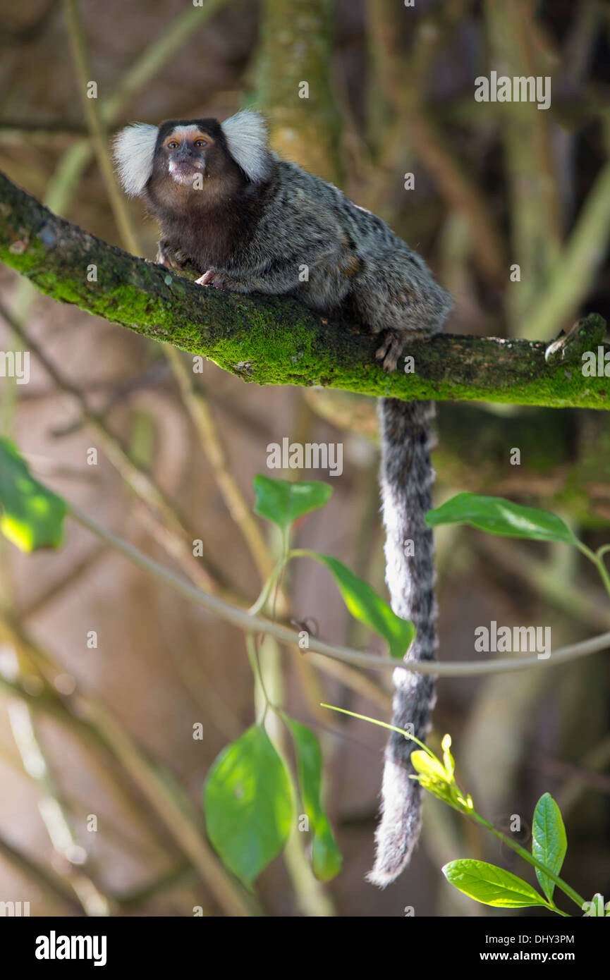 Callithrix Monkey Family