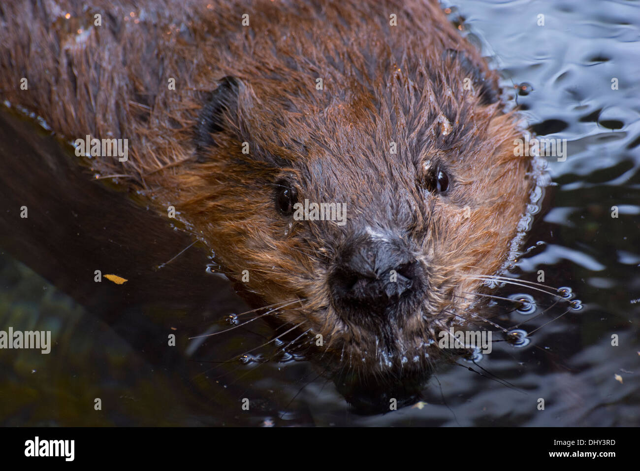 A close-up of a North American Beaver Stock Photo - Alamy