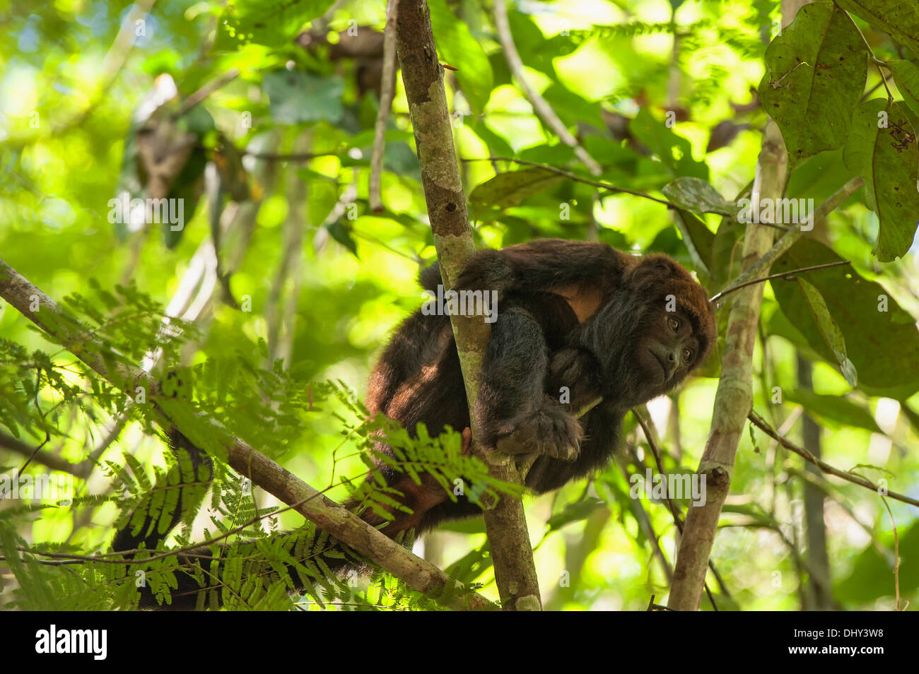 Southern Brown Howler Monkey (Alouatta guariba clamitans), Caratinga ...