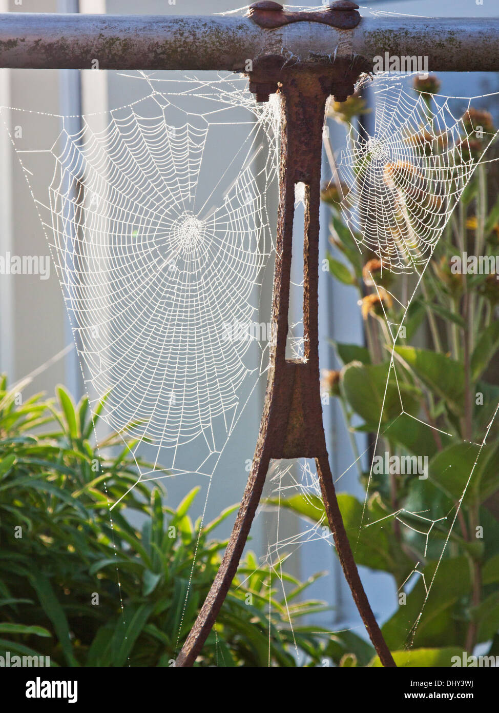 Spiders' webs attached to an old garden roller glistening with dew in ...