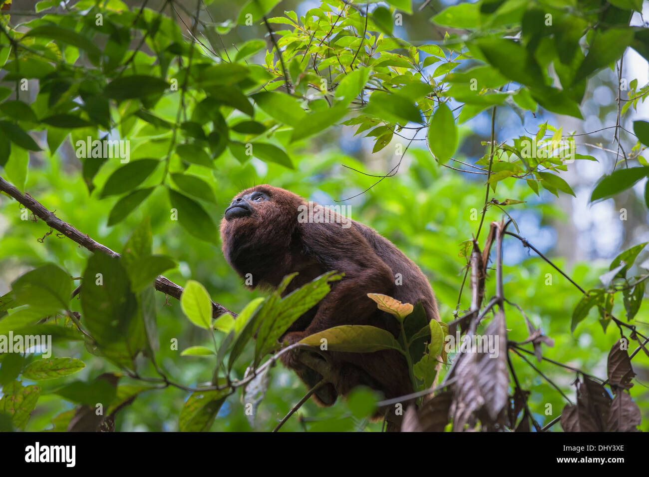 Southern Brown Howler Monkey (Alouatta guariba clamitans), Caratinga ...