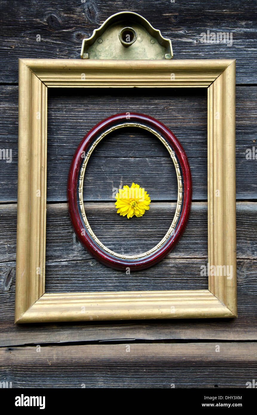 two antique picture frames on gray wooden wall and dahlia flower Stock ...
