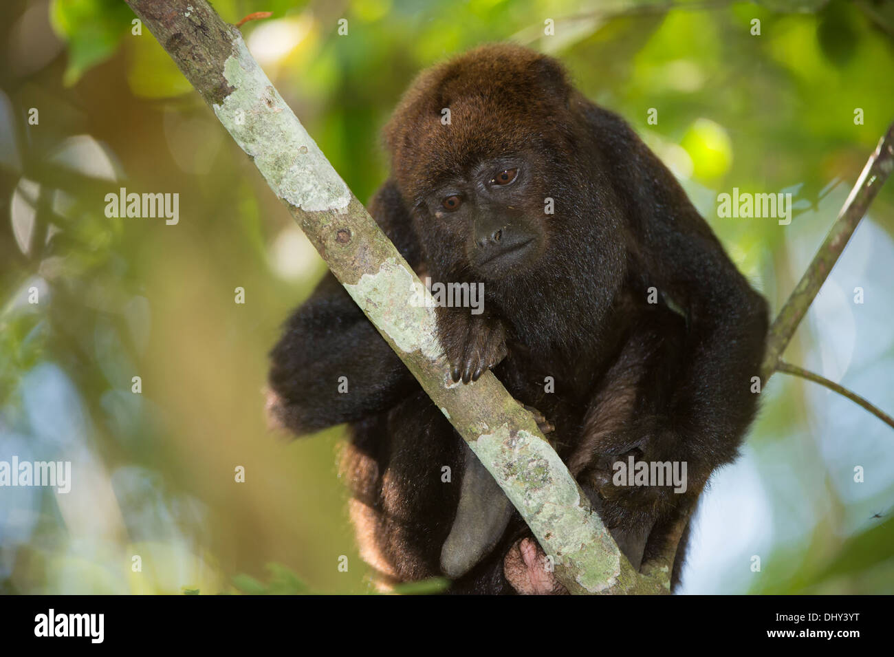 Wild monkey in trees hi-res stock photography and images - Alamy
