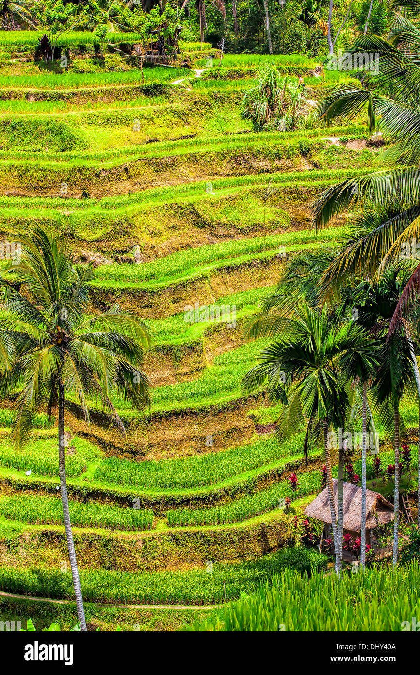 Beautiful culture hi-res stock photography and images - Alamy