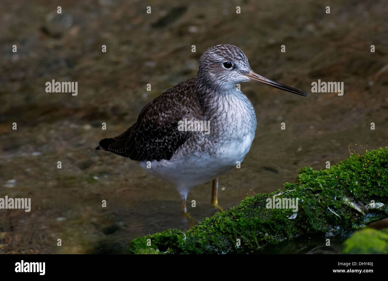 A Lesser Yellowlegs Stock Photo - Alamy