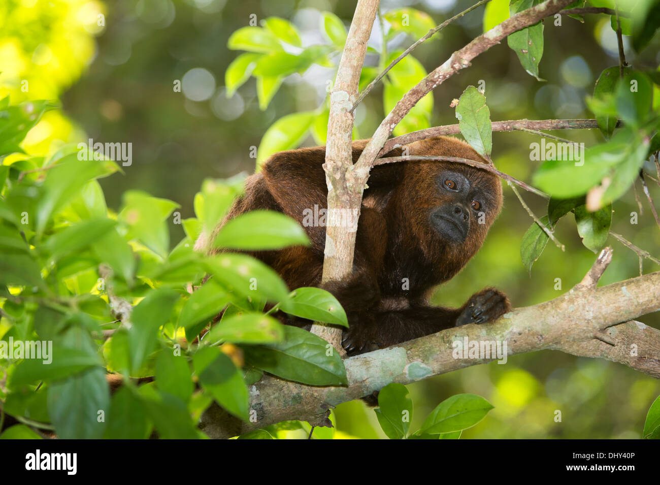 Southern Brown Howler Monkey (Alouatta guariba clamitans), Caratinga ...