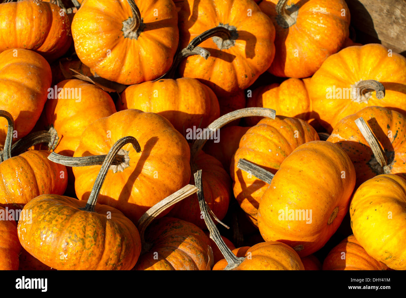 Basket of small long stem Pumpkins Stock Photo - Alamy