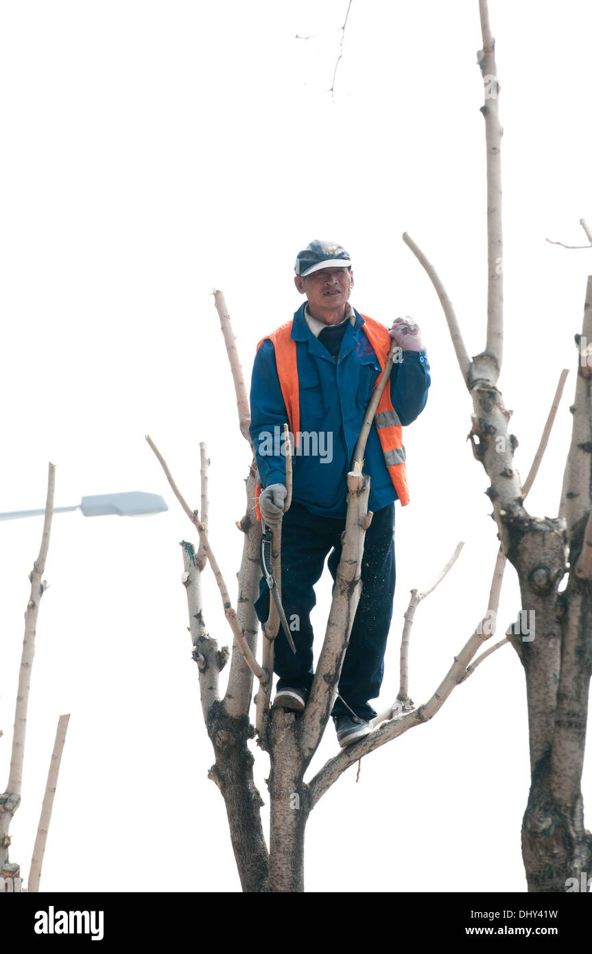 Worker cutting tree branches in Beijing, China Stock Photo - Alamy