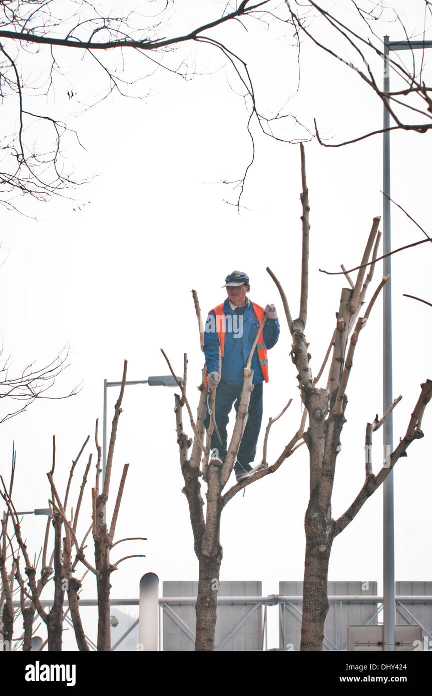 Worker cutting tree branches in Beijing, China Stock Photo - Alamy