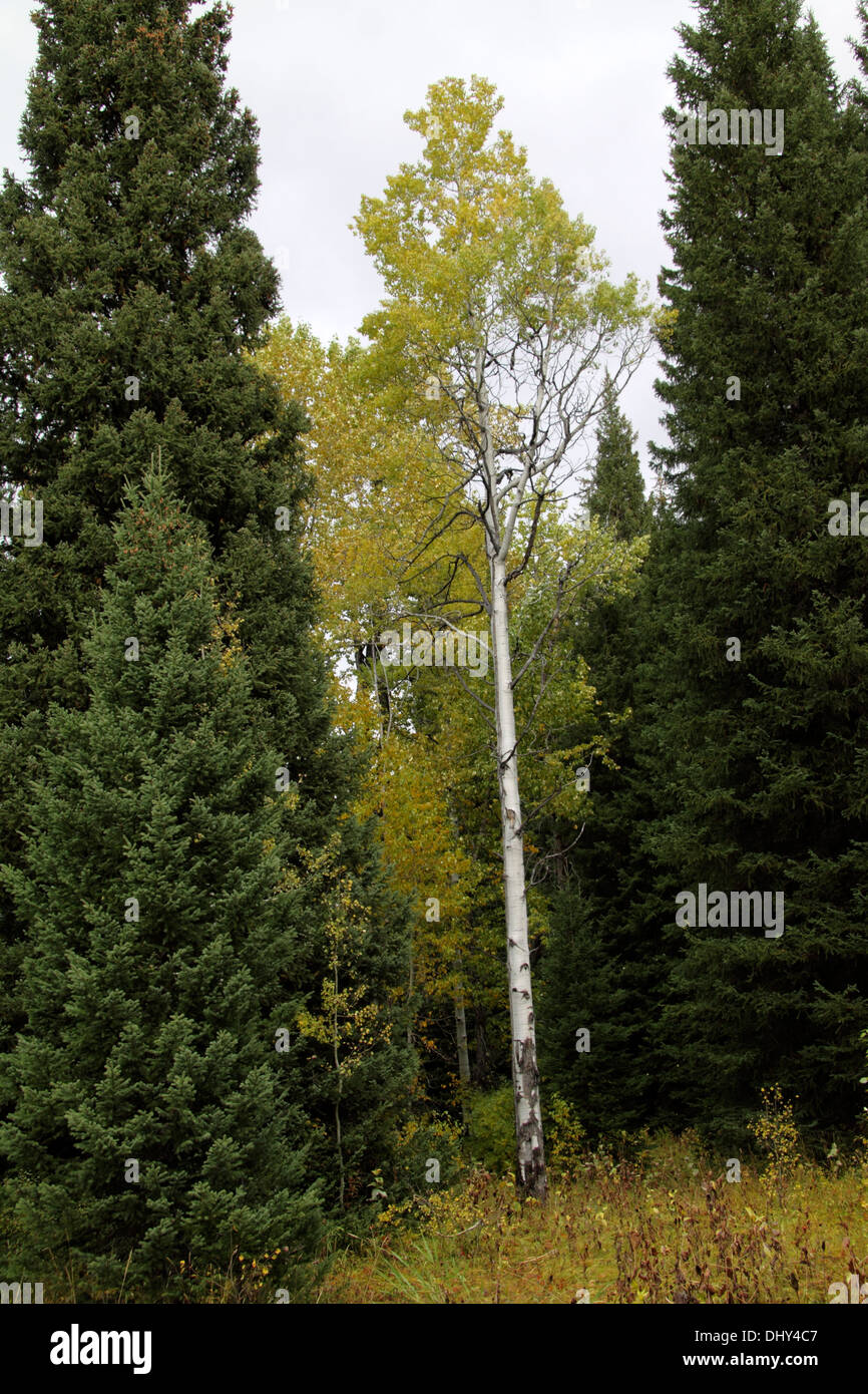 Aspen Trees Populus Tremuloides Teton High Resolution Stock Photography ...