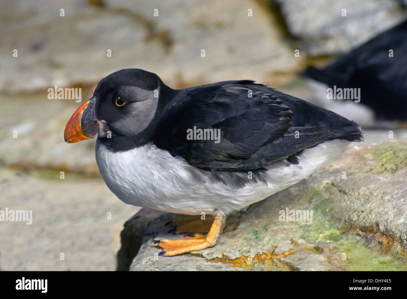An Atlantic Puffin Stock Photo - Alamy