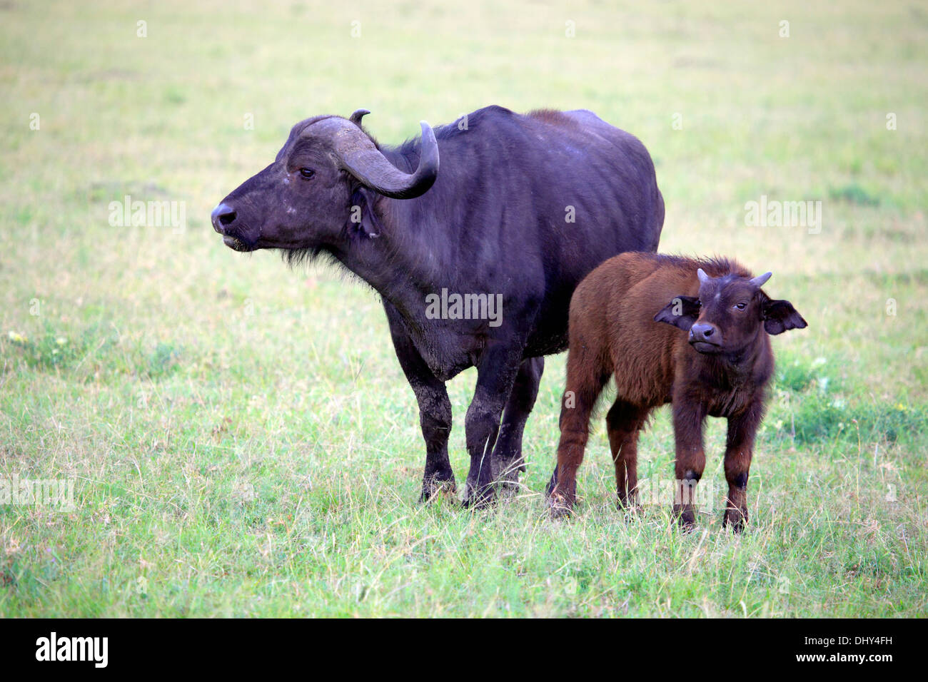Buffalo cub cape buffalo cub hi-res stock photography and images - Alamy