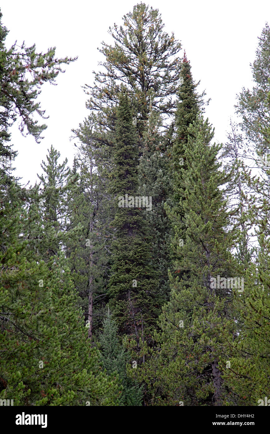 Subalpine trees hi-res stock photography and images - Alamy