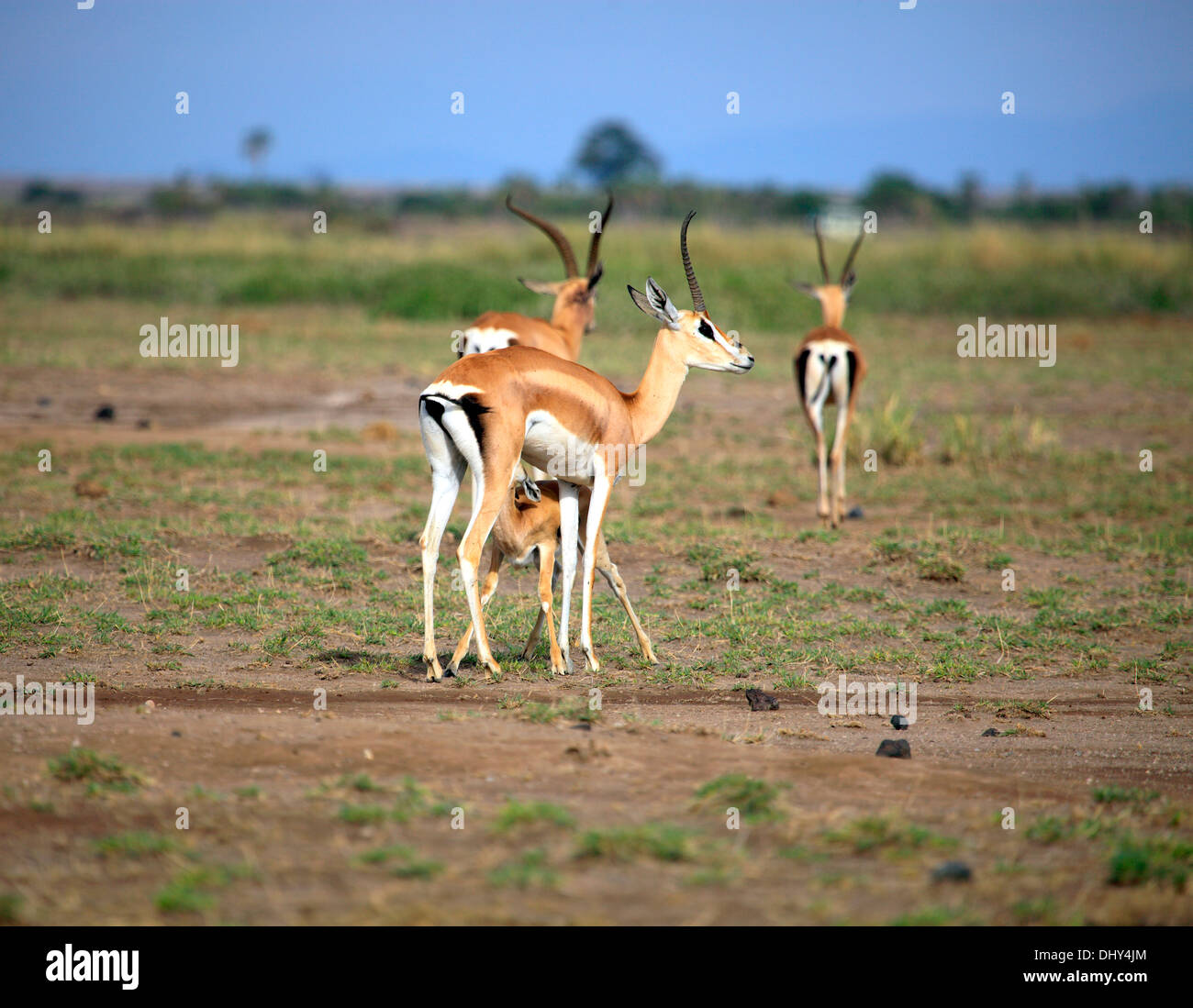 Gazelle amboseli kenya africa hi-res stock photography and images - Alamy