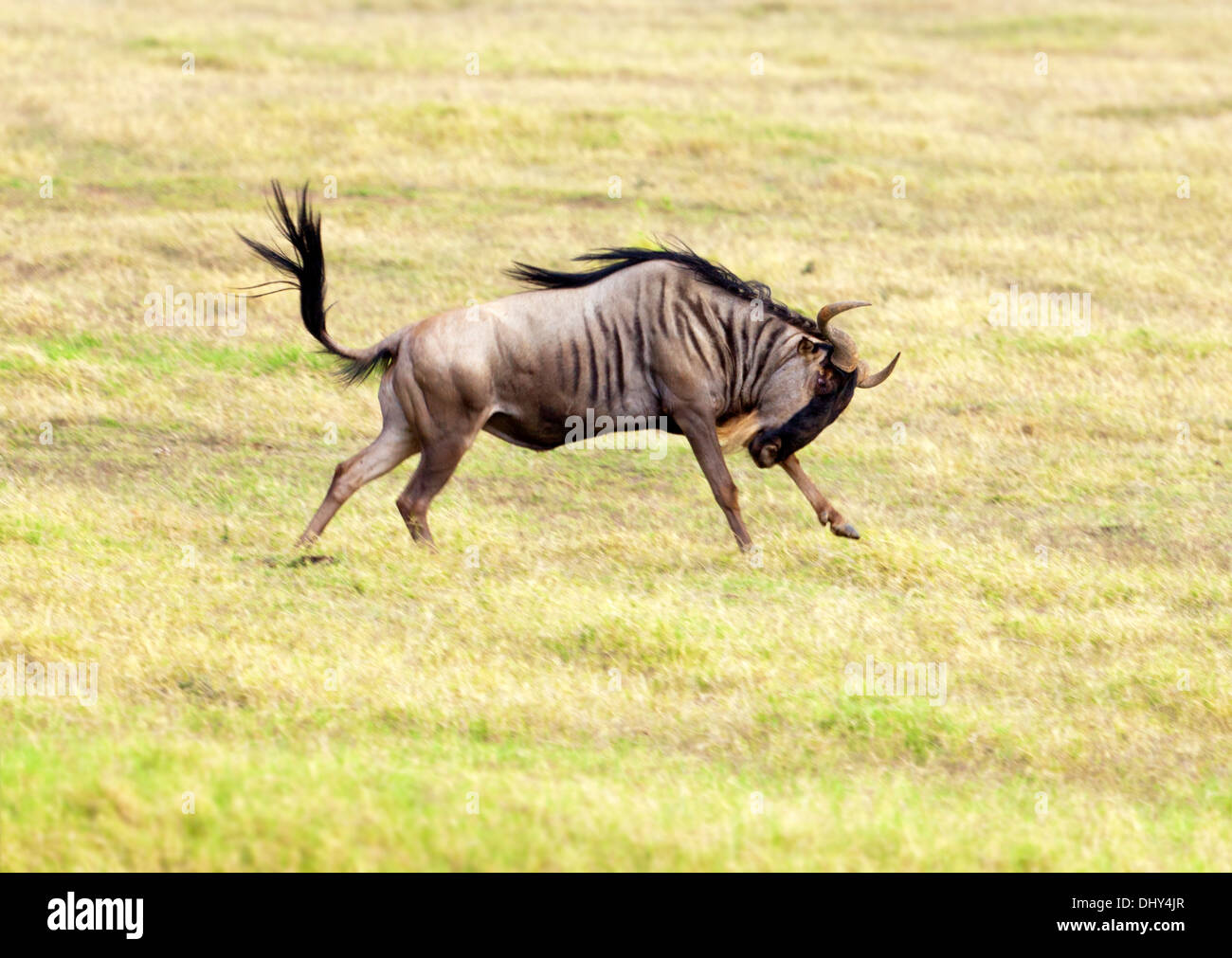 Blue wildebeest hi-res stock photography and images - Alamy