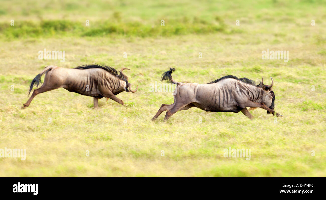 Wildebeest running hi-res stock photography and images - Alamy