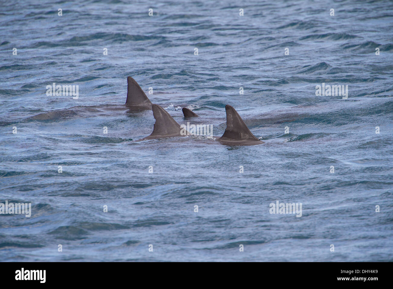 Shark fin above water hi-res stock photography and images - Alamy