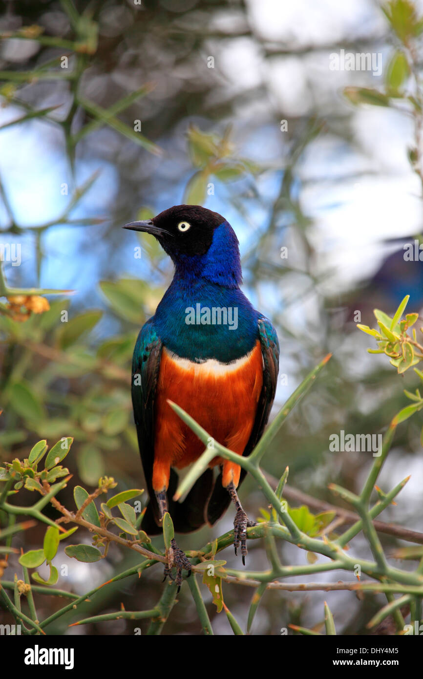 Lamprotornis superbus (Superb Starling), Amboseli National Park, Kenya ...