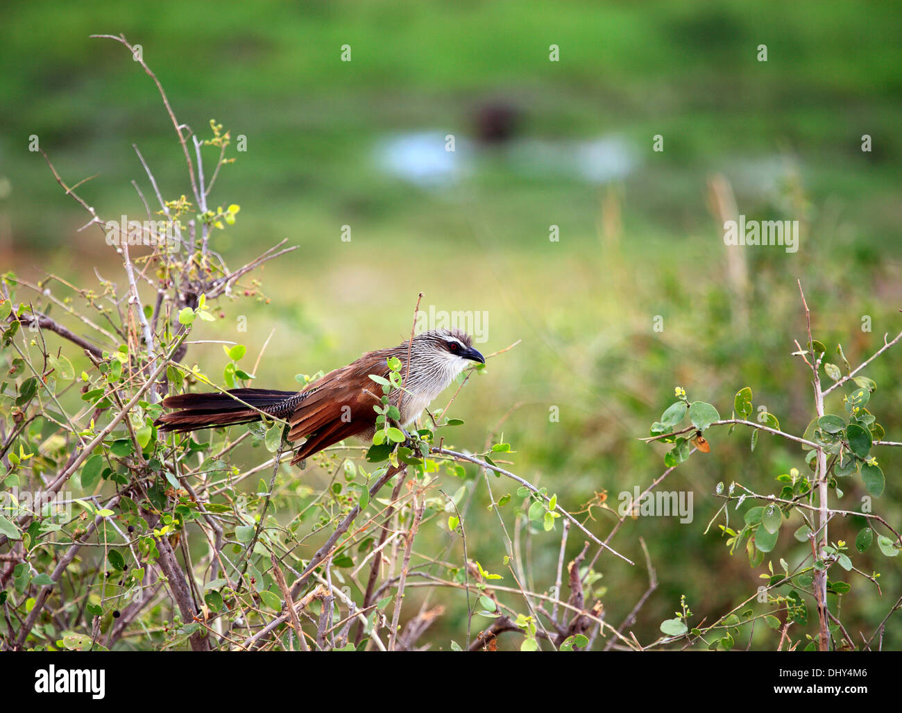 White-browed Coucal in bush (Centropus superciliosus), Amboseli ...