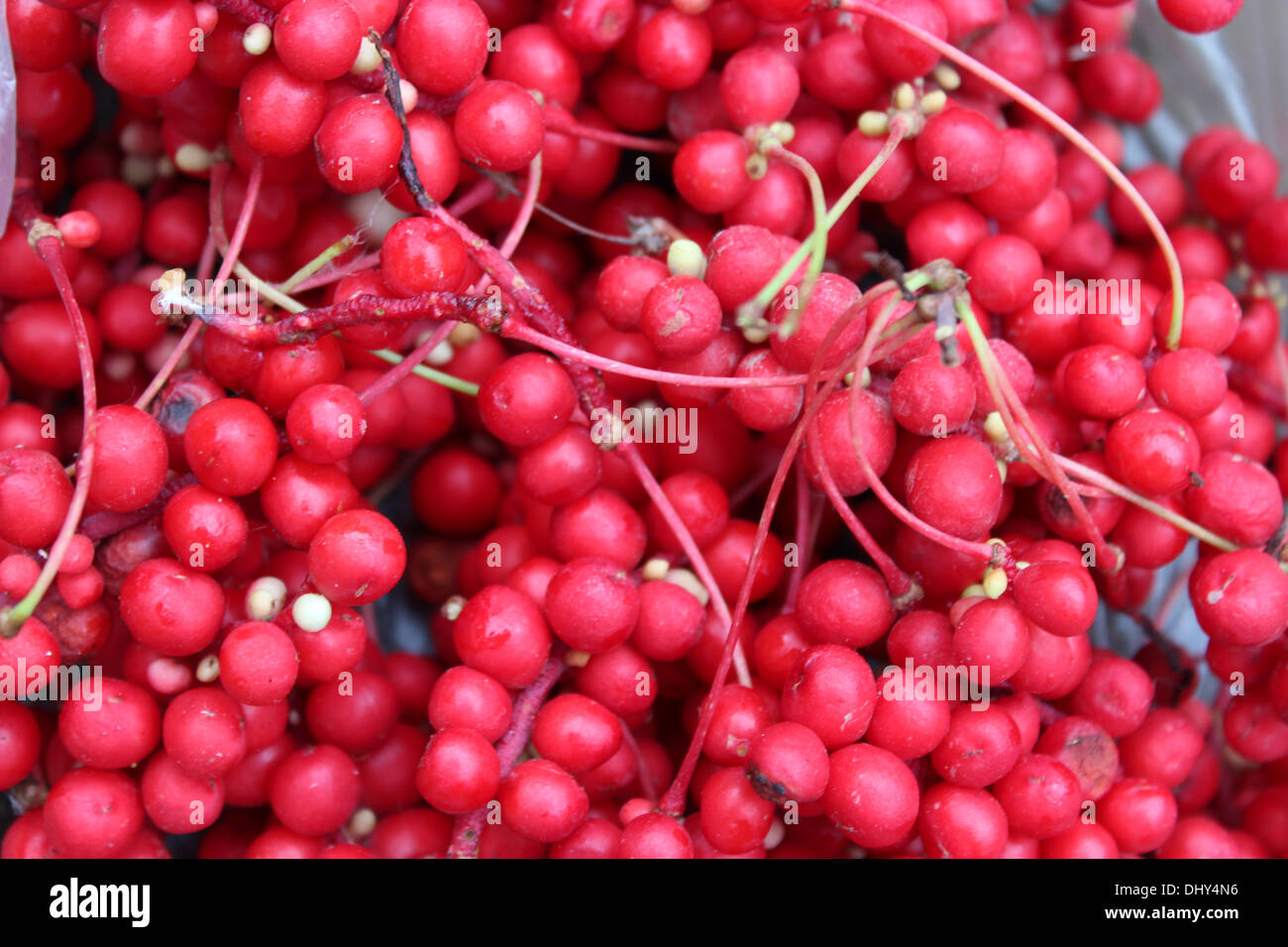 The image of harvest of red schizandra Stock Photo - Alamy