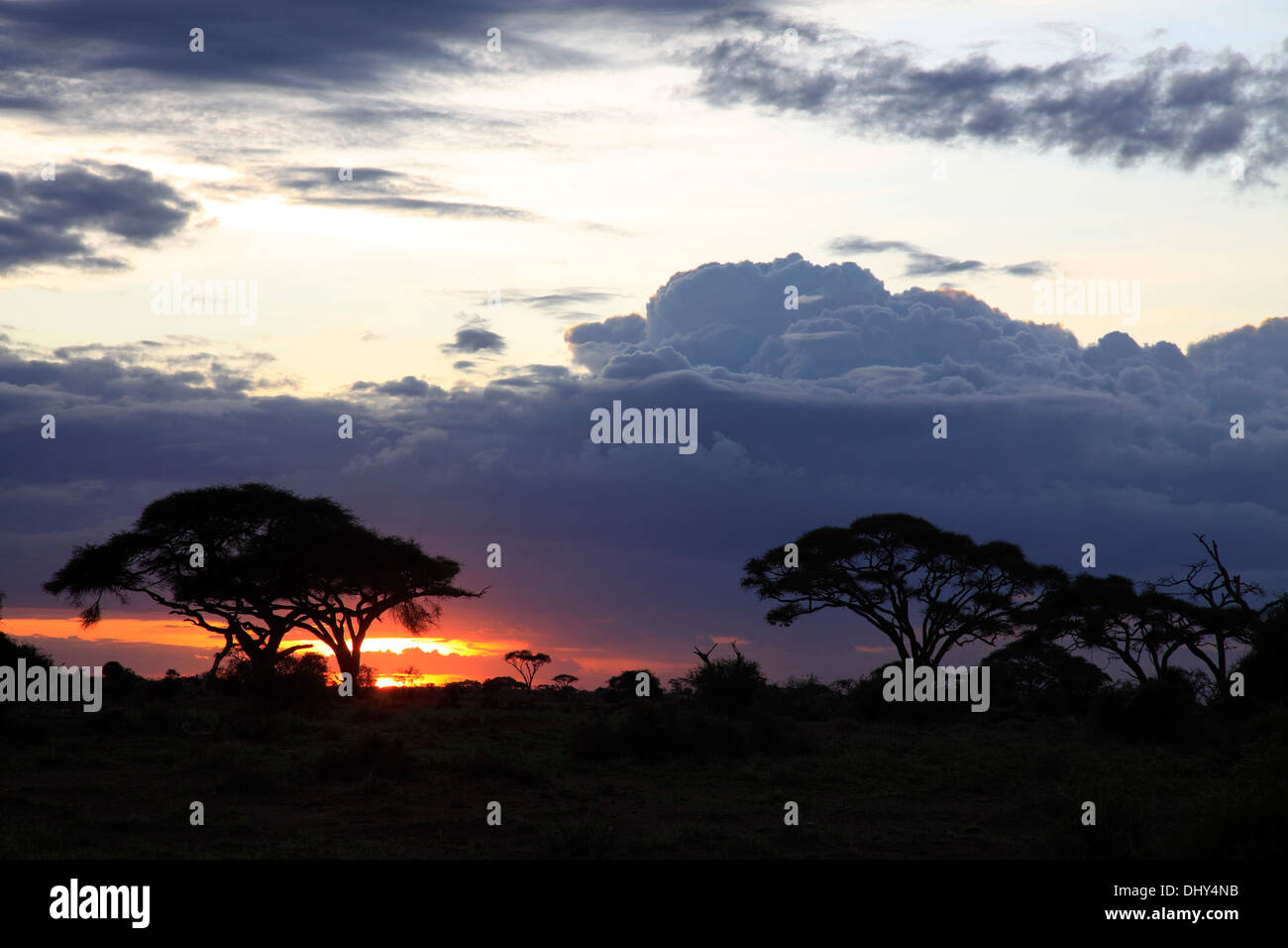Kenya sunset tree hi-res stock photography and images - Alamy