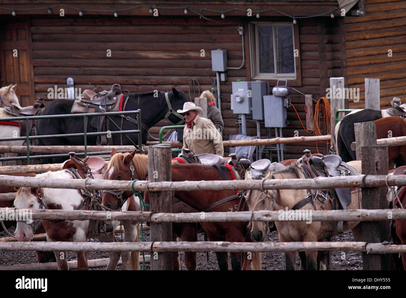 Horses In Corral Stock Photos & Horses In Corral Stock Images - Alamy