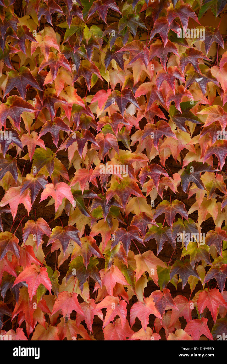 Colorful ivy on the wall in autumn Stock Photo - Alamy