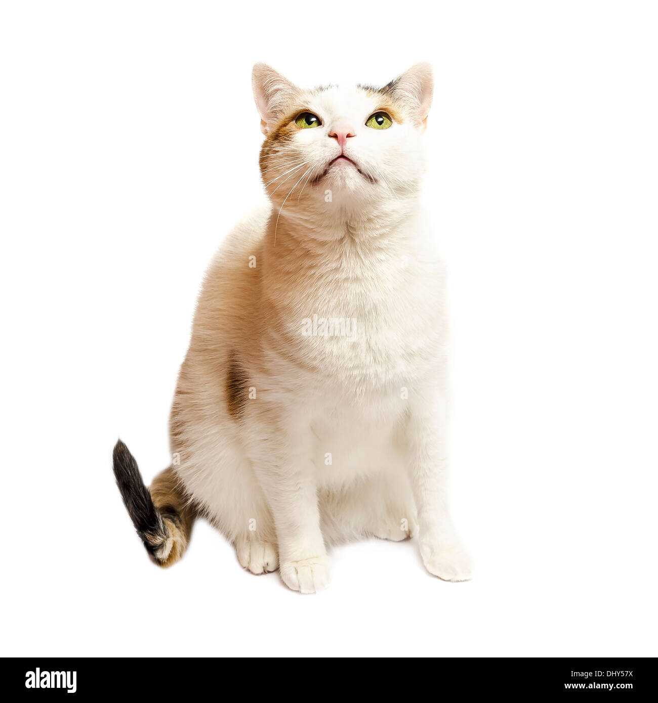 White cat isolated on a white background Stock Photo - Alamy
