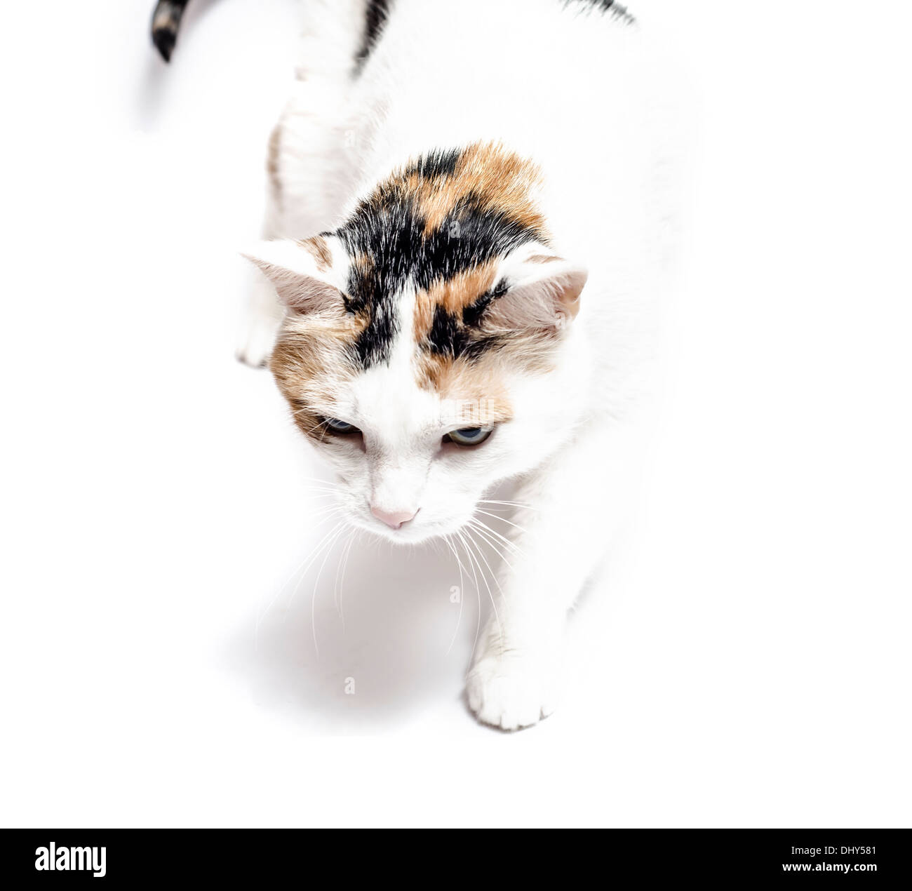 Crouching cat isolated on white background Stock Photo - Alamy