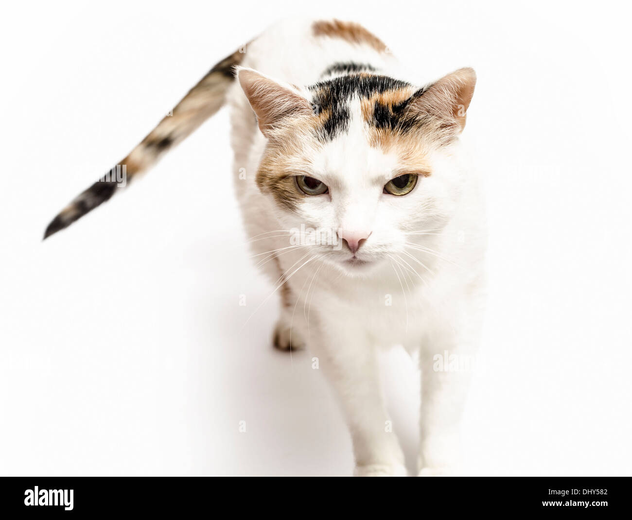 Crouching cat isolated on white background Stock Photo - Alamy