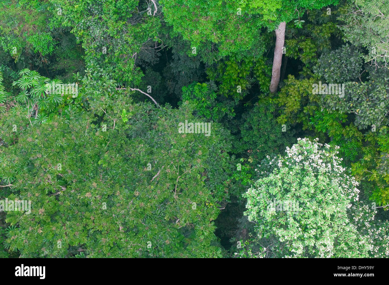 Alta Floresta, Vegetaton, Mato Grosso, Brazil Stock Photo - Alamy