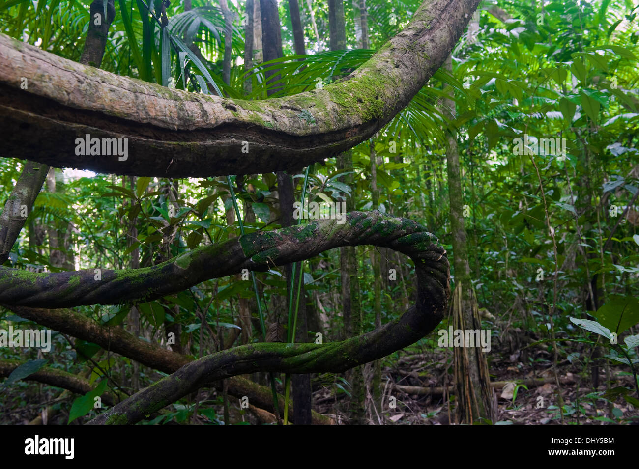 Alta Floresta, Mato Grosso, Brazil Stock Photo - Alamy