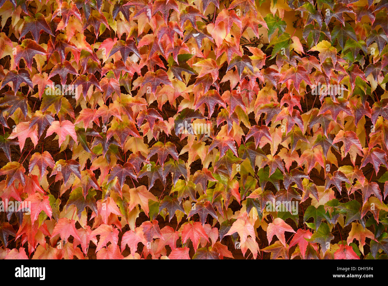 Colorful ivy on the wall in autumn Stock Photo - Alamy