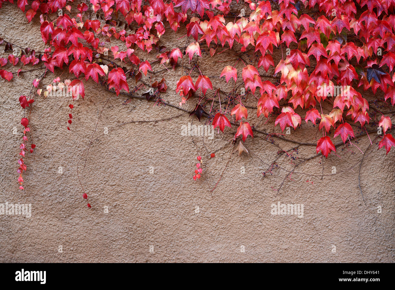 Climbing ivy in autumn colour hi-res stock photography and images - Alamy